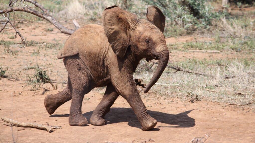 23 Baby Fluffballs Guaranteed to Melt Your Heart - Women Blazing Trails