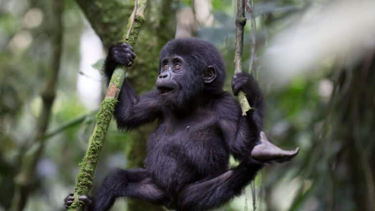 23 Baby Fluffballs Guaranteed to Melt Your Heart - Women Blazing Trails